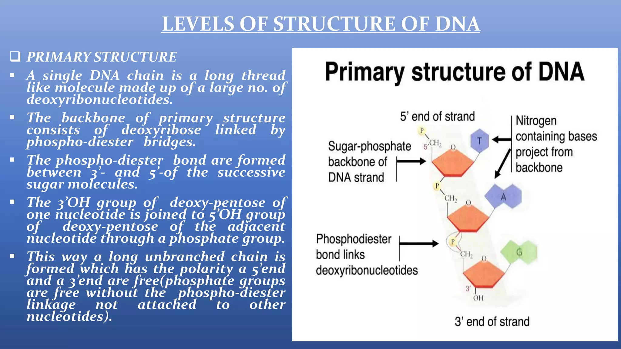 Structure of dna | PPTX
