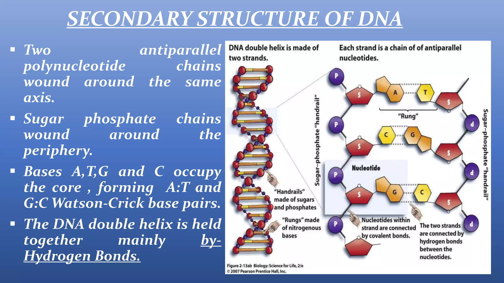 Structure of dna | PPTX