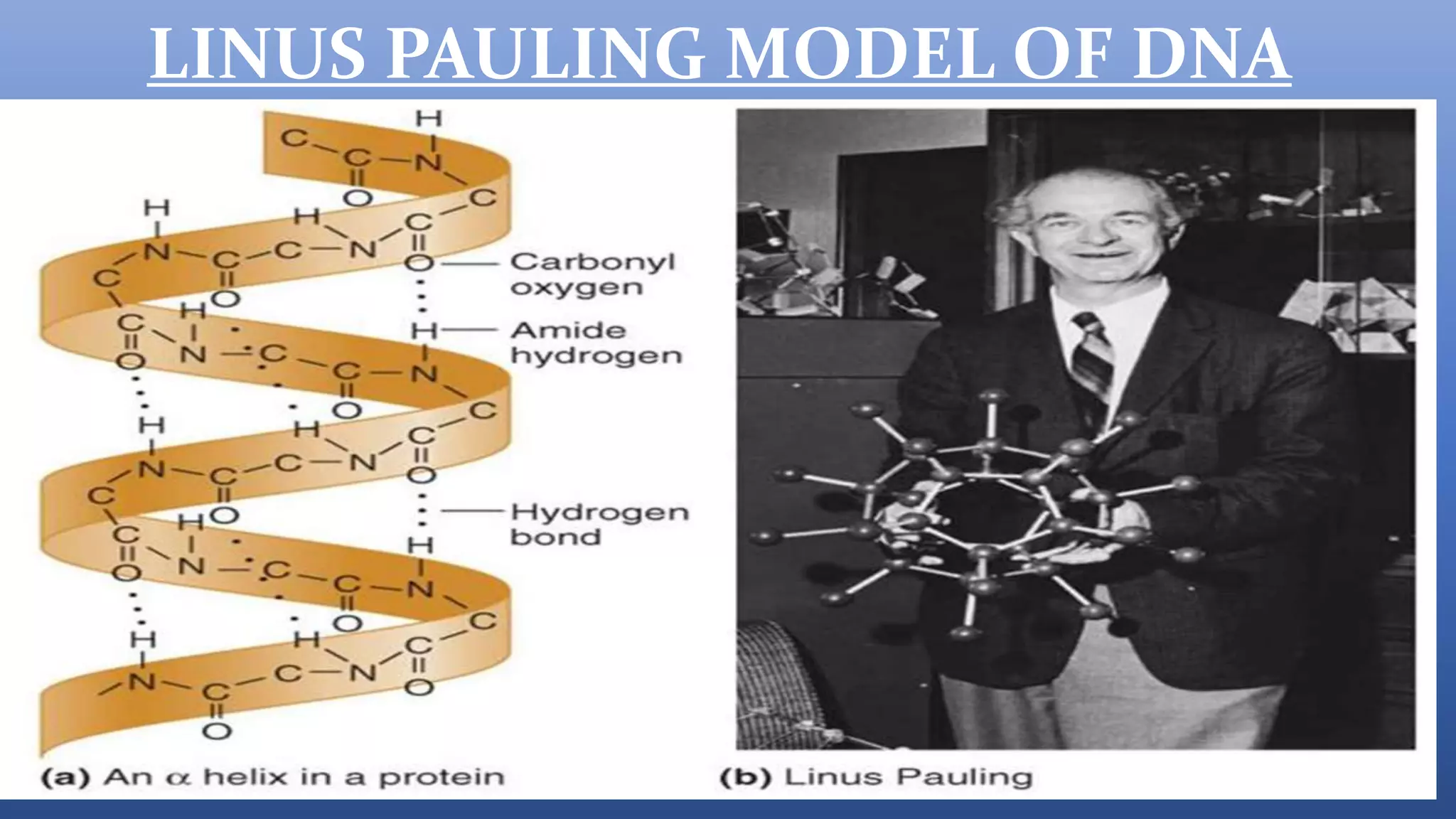 Structure of dna | PPTX | Chemistry | Science
