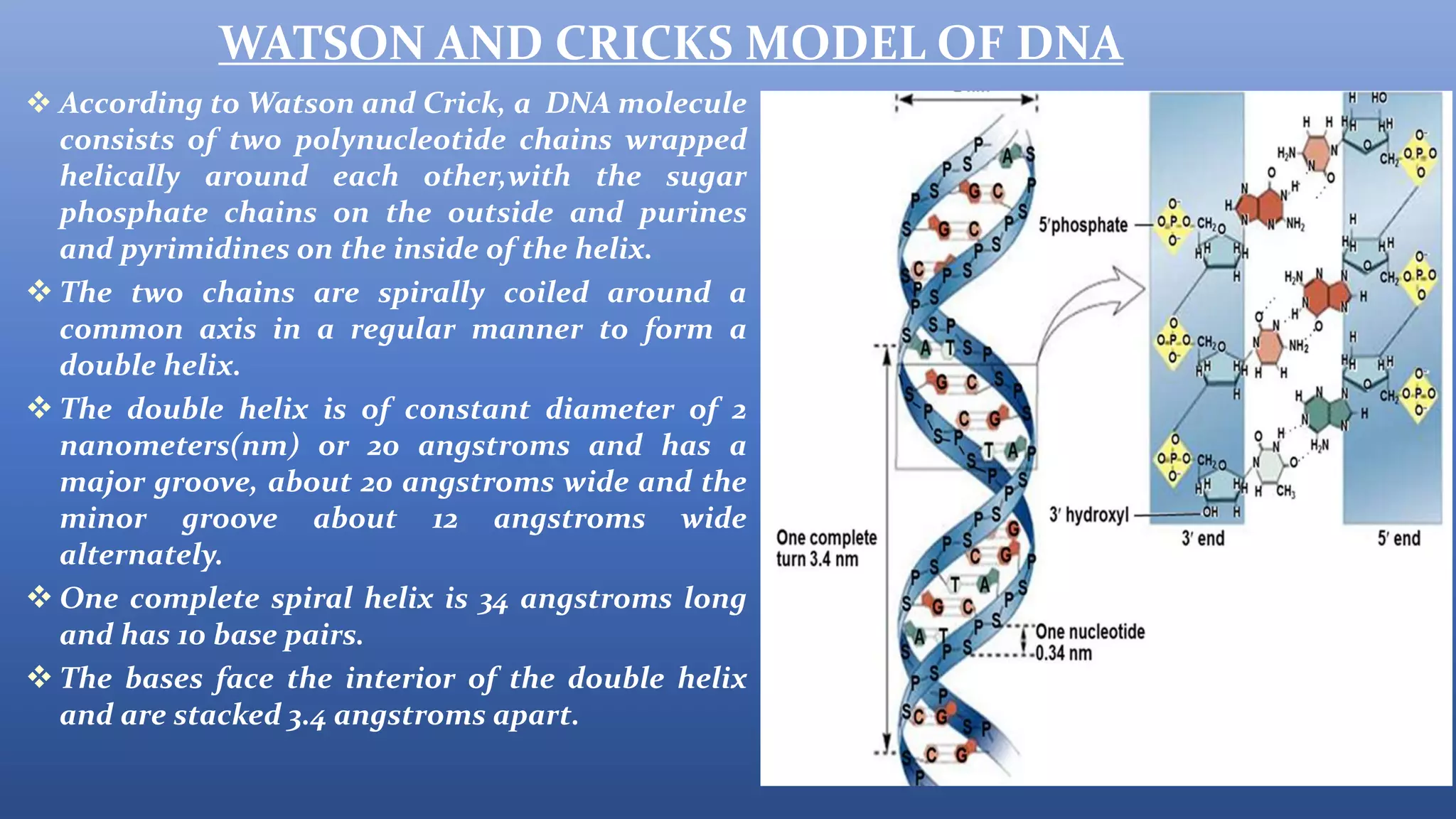 Structure of dna | PPTX