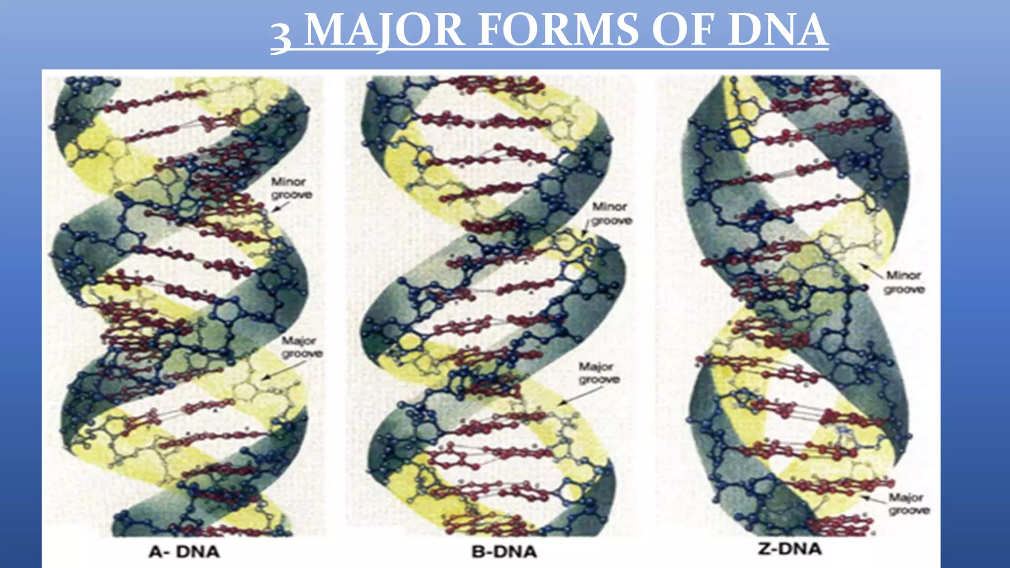 Structure of dna | PPTX
