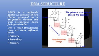 Structure of dna | PPTX