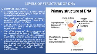Structure of dna | PPTX