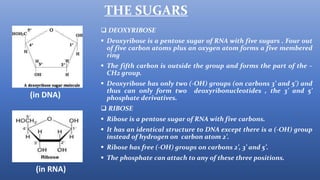 Structure of dna | PPTX