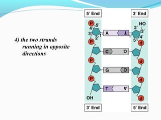 Structure of dna | PPT