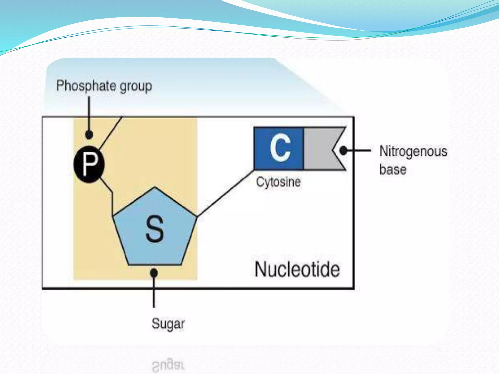 Structure of dna | PPT