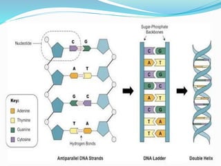 Structure of dna | PPTX