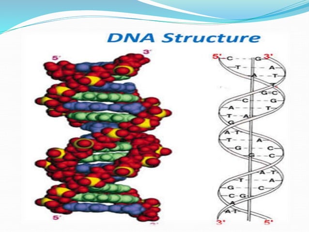 Structure of dna | PPT