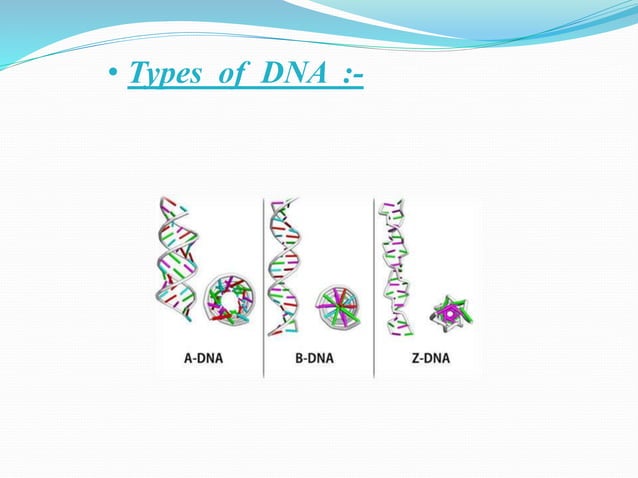 Structure of dna | PPT
