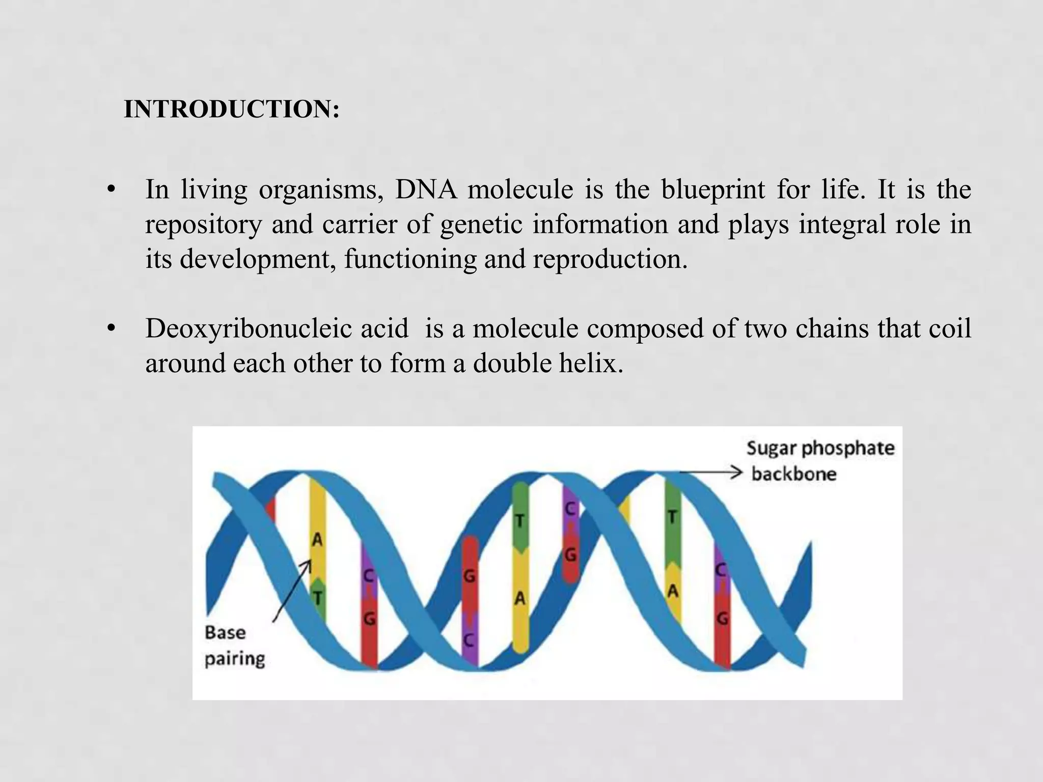 Structure of dna | PPTX