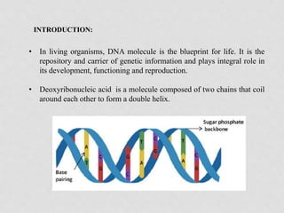 Structure of dna | PPTX