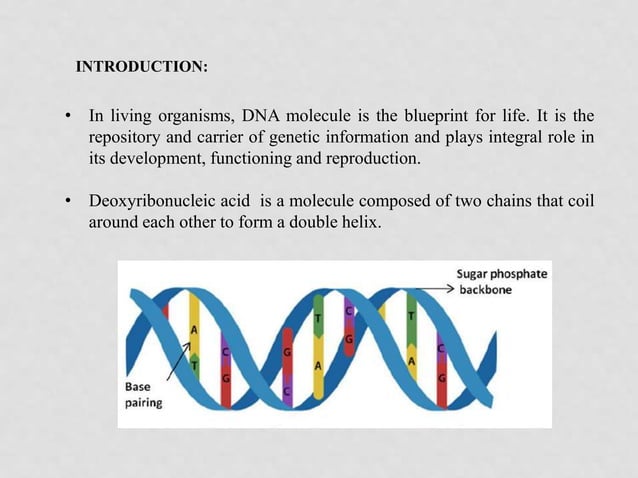 Structure of dna | PPTX | Chemistry | Science