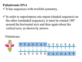 Structure of DNA | PDF