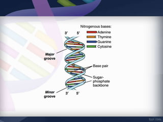 Structure of dna | PPT