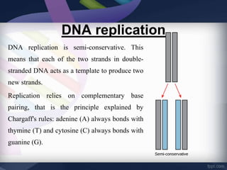 Structure of dna | PPT