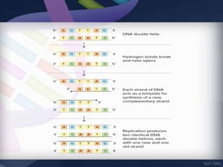 Structure of dna | PPT