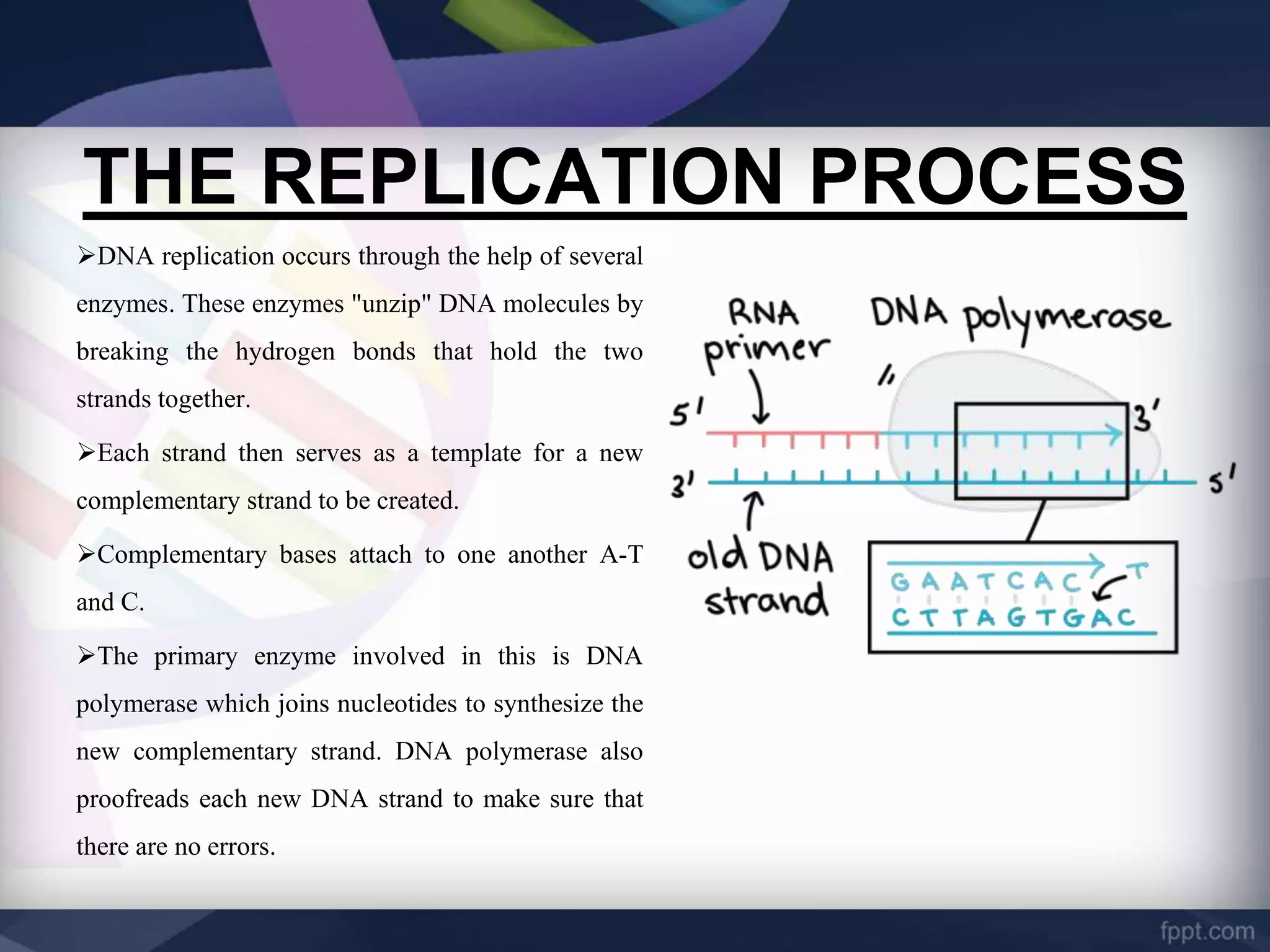 Structure of DNA | PPTX