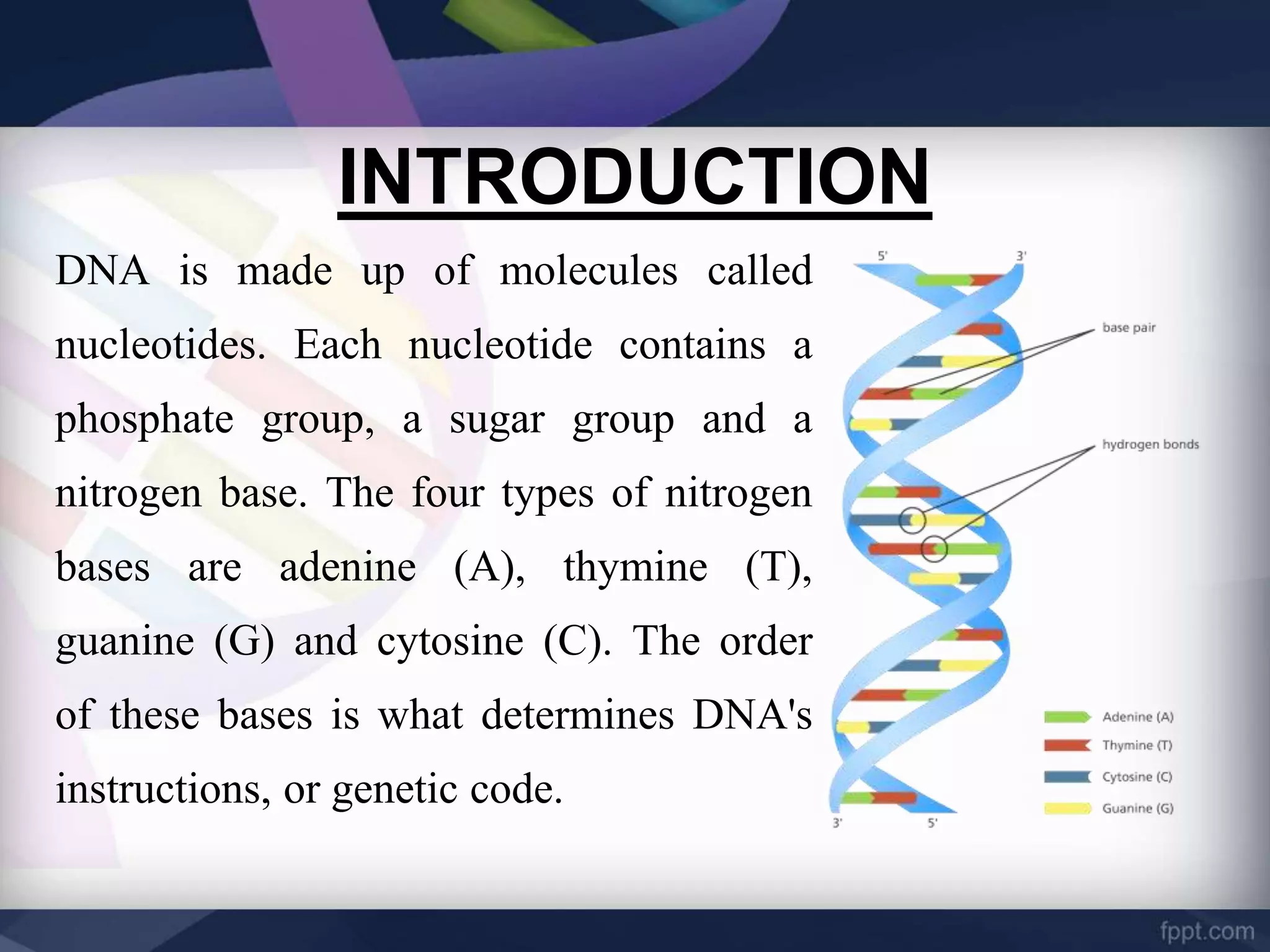 Structure of DNA | PPTX