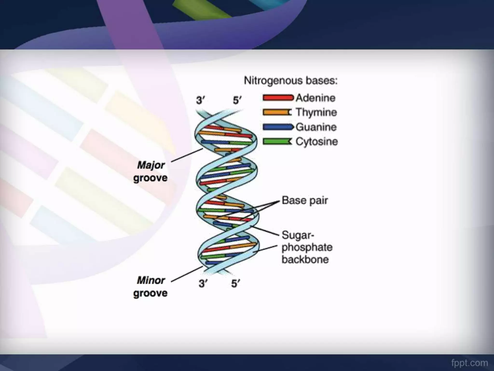 Structure of DNA | PPTX