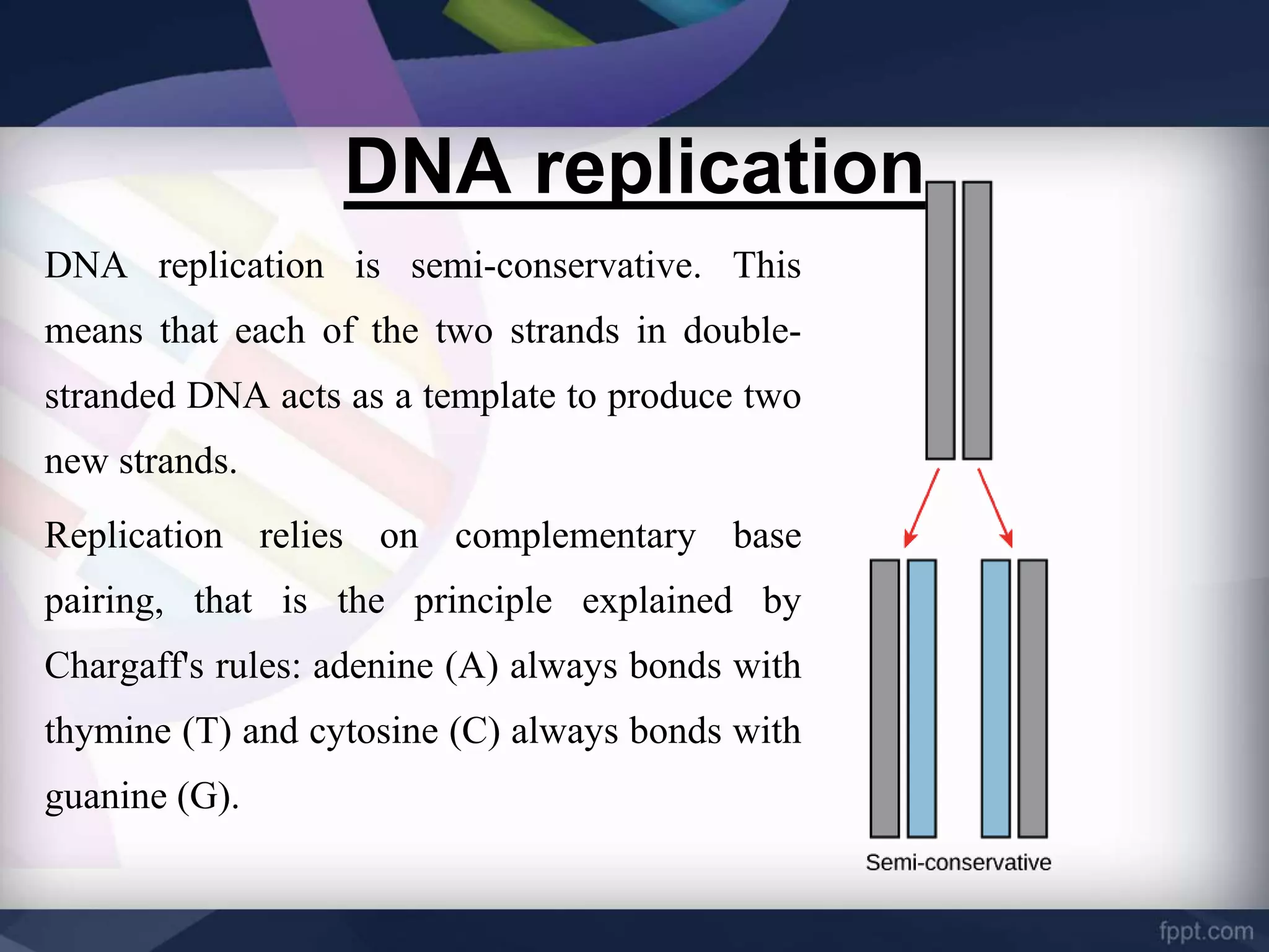 Structure of DNA | PPTX