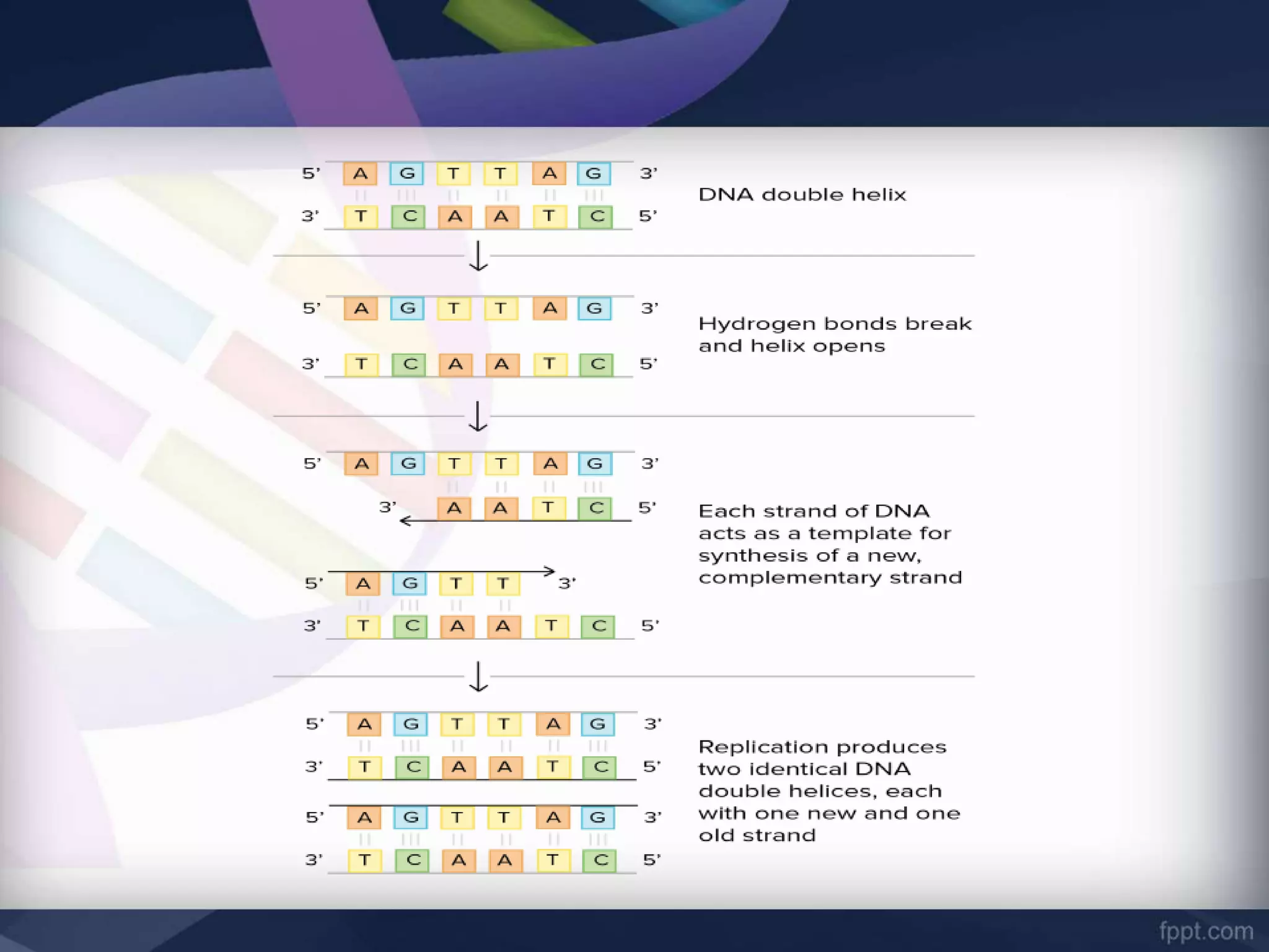 Structure of DNA | PPTX