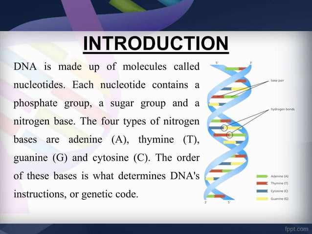 Structure of DNA | PPTX