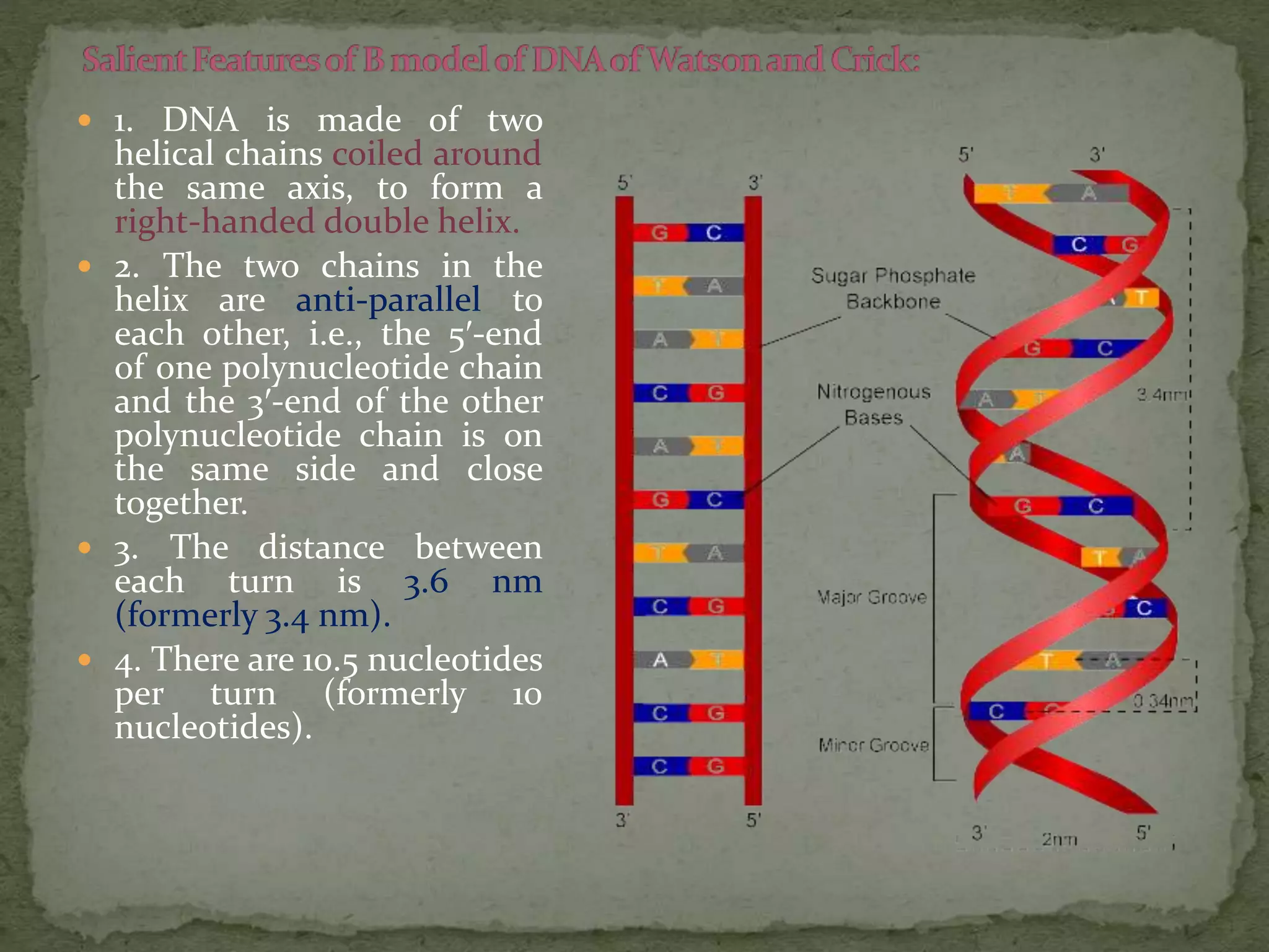 Structure of DNA.pptx