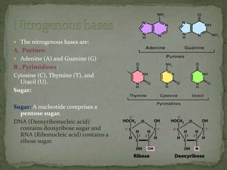 Structure of DNA.pptx | Free Download