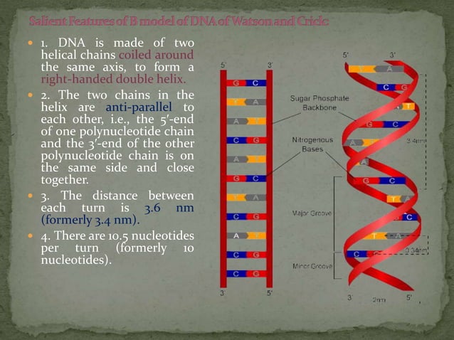 Structure of DNA.pptx | Free Download