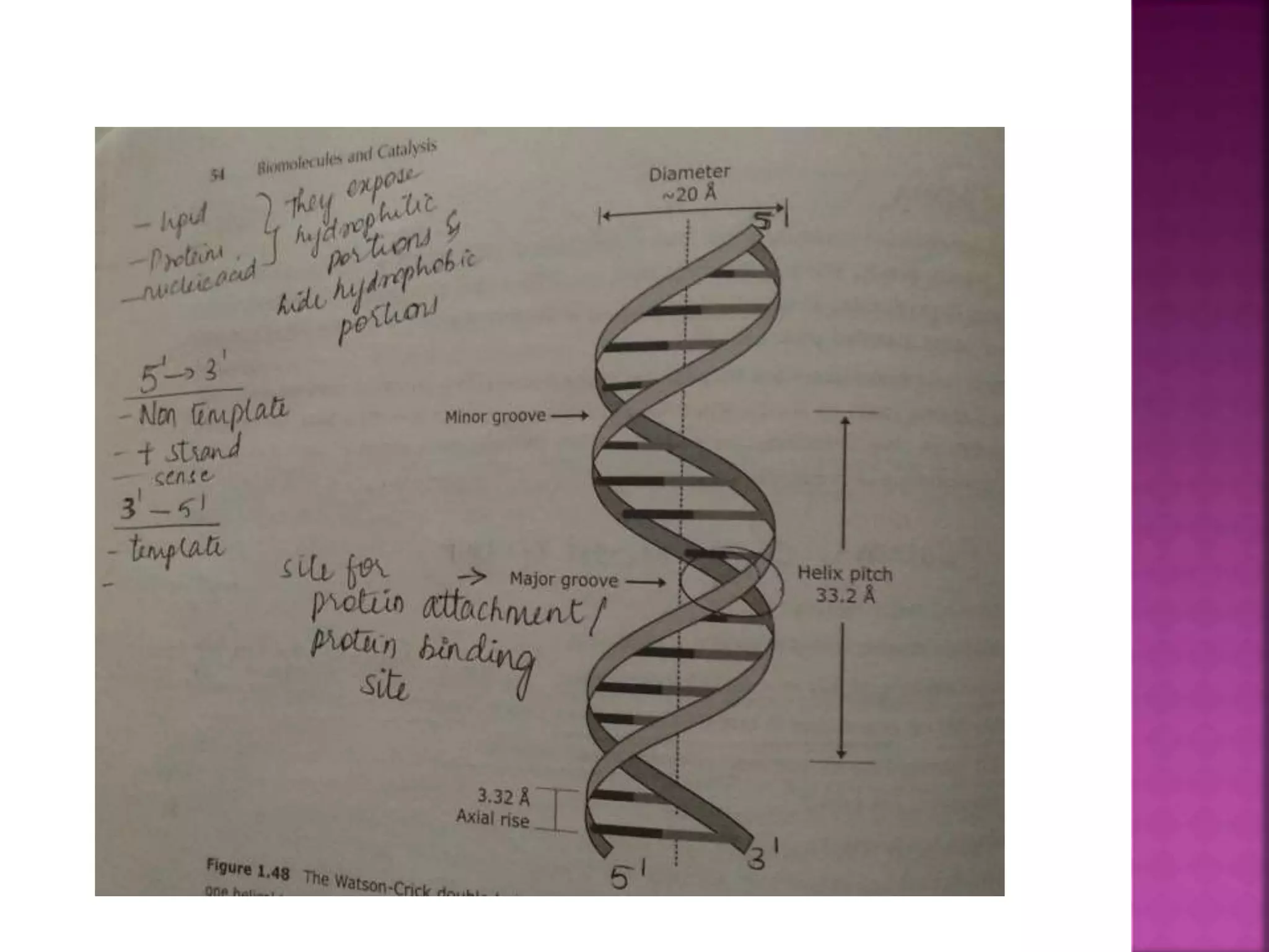Structure of DNA.pptx