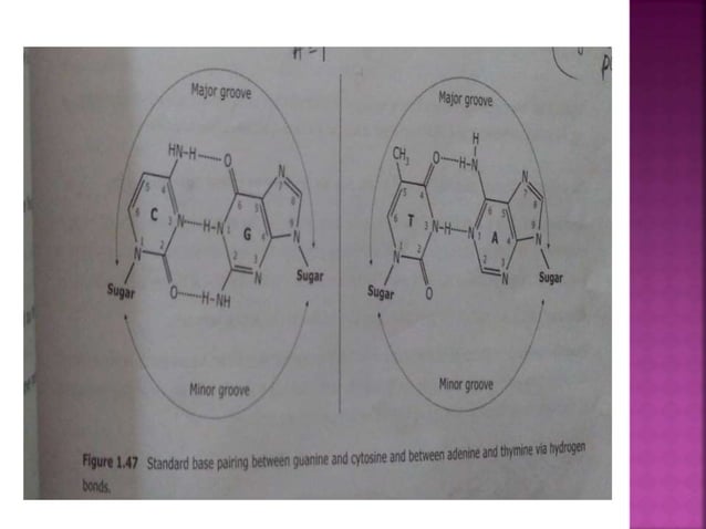 Structure of DNA.pptx