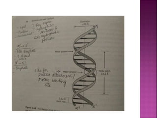 Structure of DNA.pptx