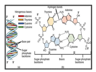 STRUCTURE OF DNA.pptx