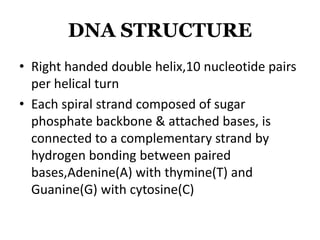 STRUCTURE OF DNA.pptx