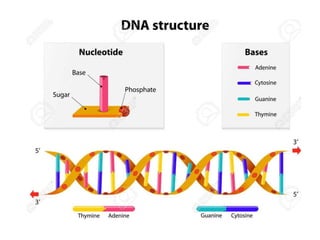 STRUCTURE OF DNA.pptx