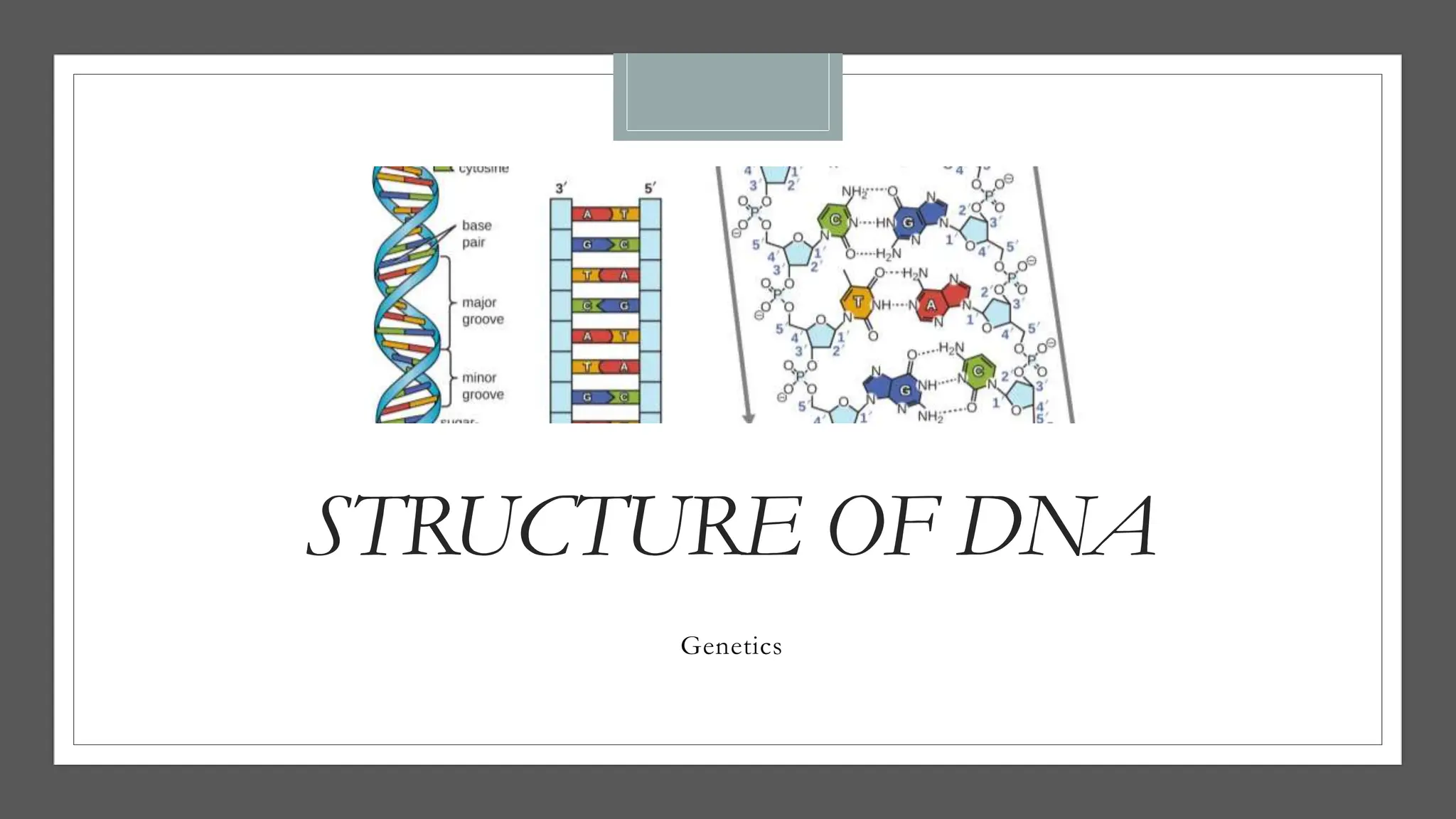 STRUCTURE OF DNA .pptx