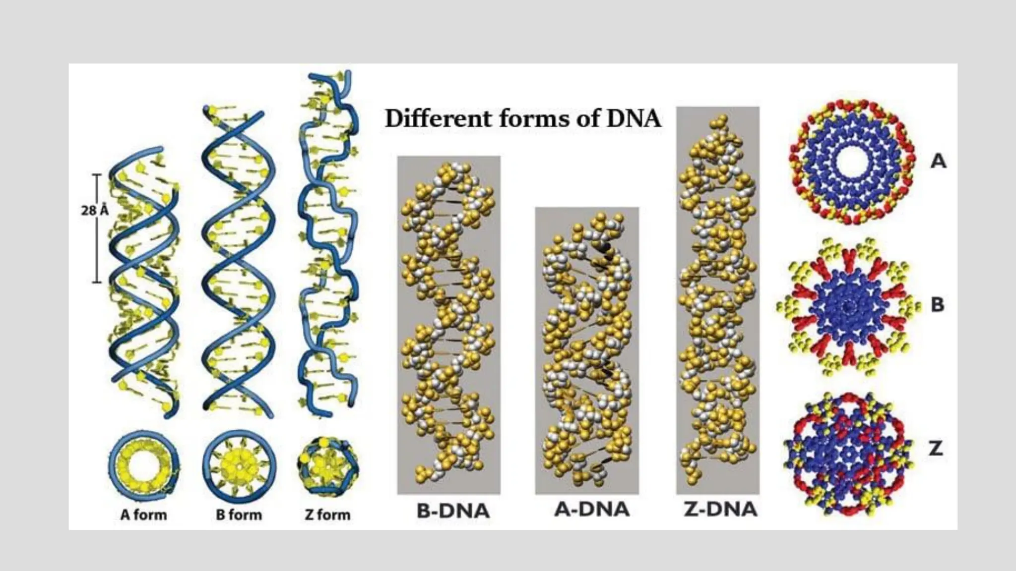 Structure of DNA- Types and functions of DNA | PDF