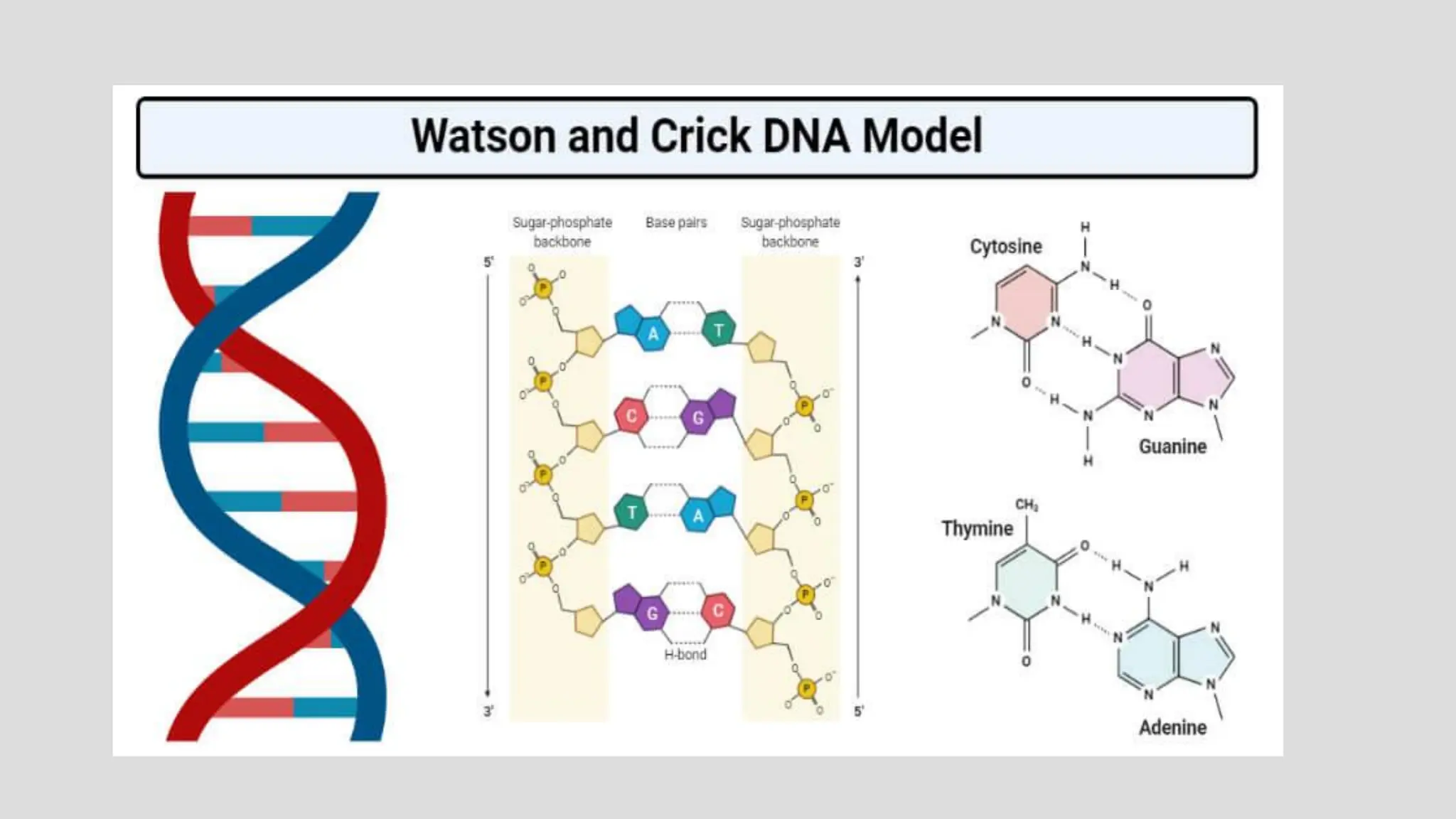 Structure of DNA- Types and functions of DNA | PDF