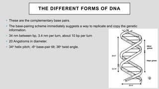 Structure of DNA- Types and functions of DNA | PDF
