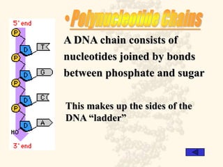 Structure Of Dna 1201627173171032 3 | PPTX