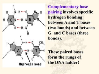 Structure Of Dna 1201627173171032 3 | PPTX