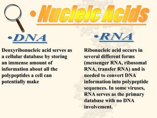 Structure Of Dna 1201627173171032 3 | PPTX