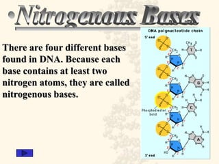 Structure Of Dna 1201627173171032 3 | PPTX