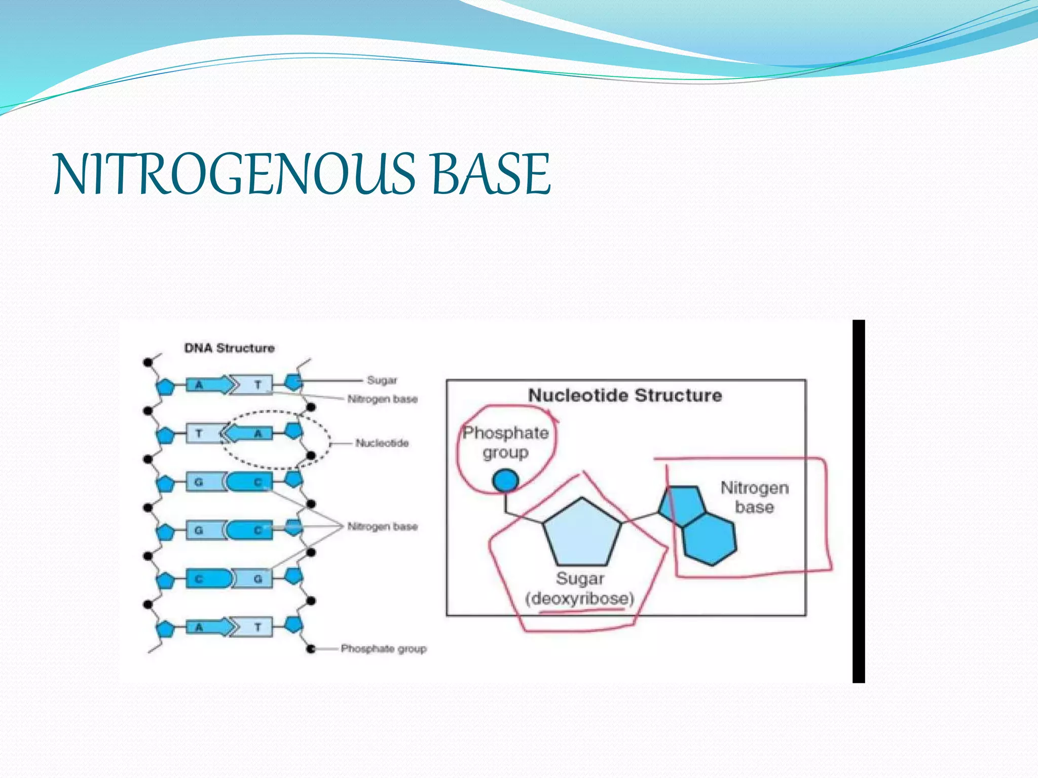 STRUCTURE OF DNA AND TYPES OF DNA | PPT