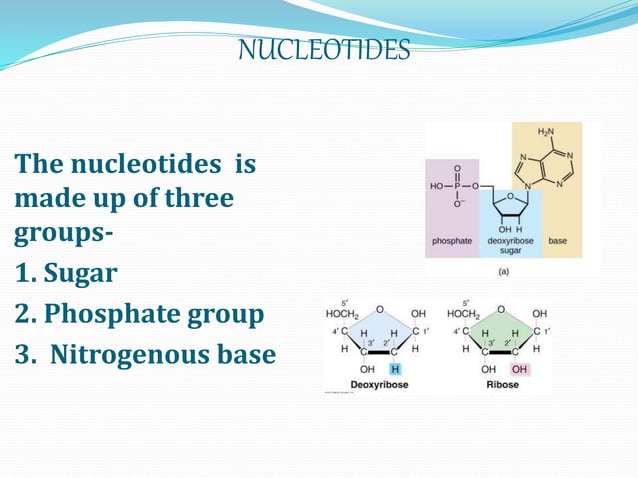 STRUCTURE OF DNA AND TYPES OF DNA | PPT