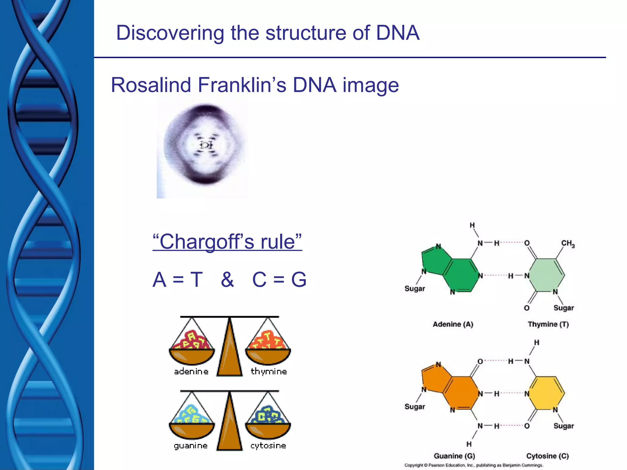 Structure of dna and replication | PPT