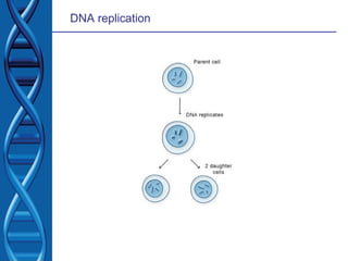 Structure of dna and replication | PPT