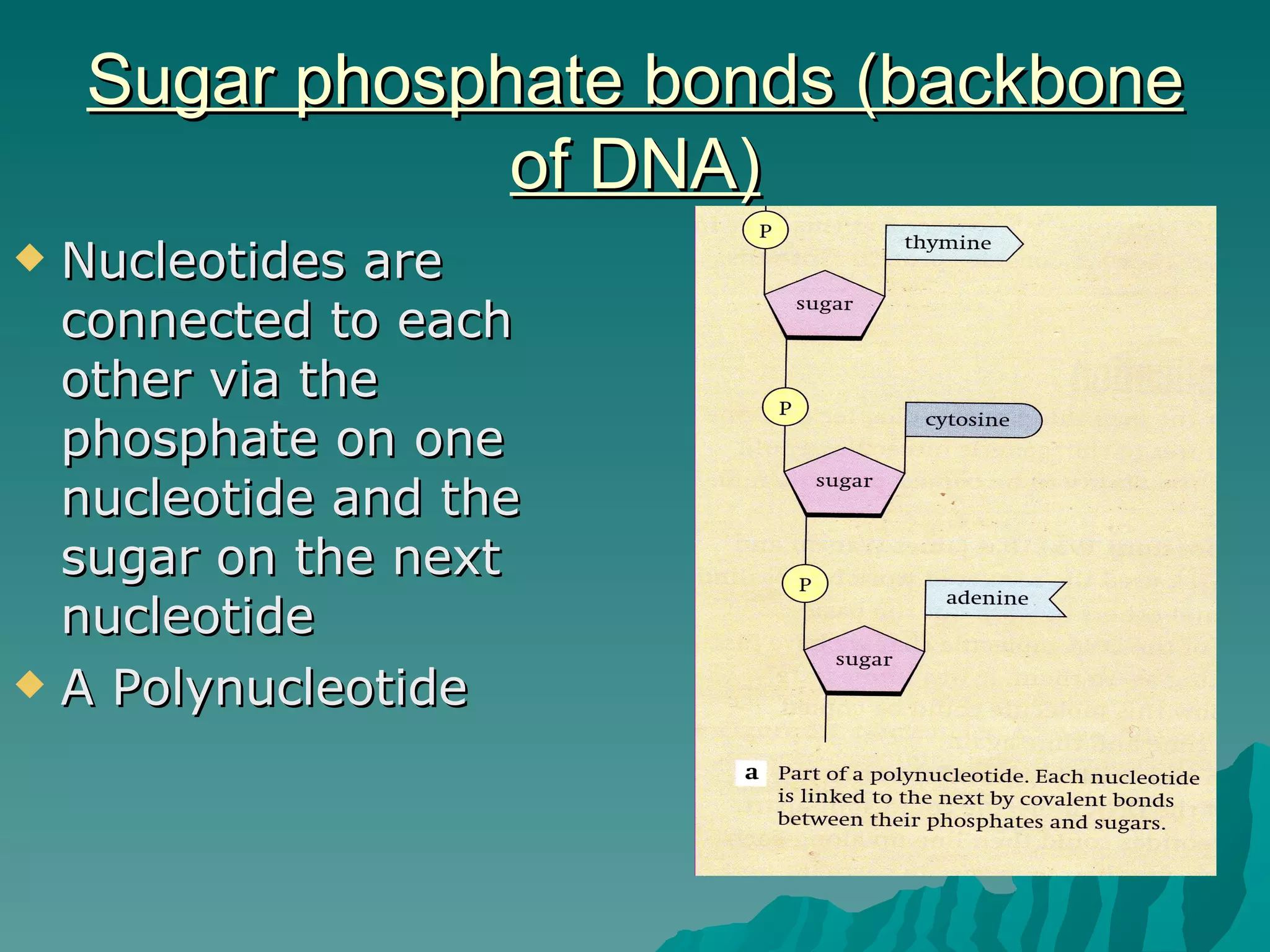 Structure of dna and replication2012 | PPT