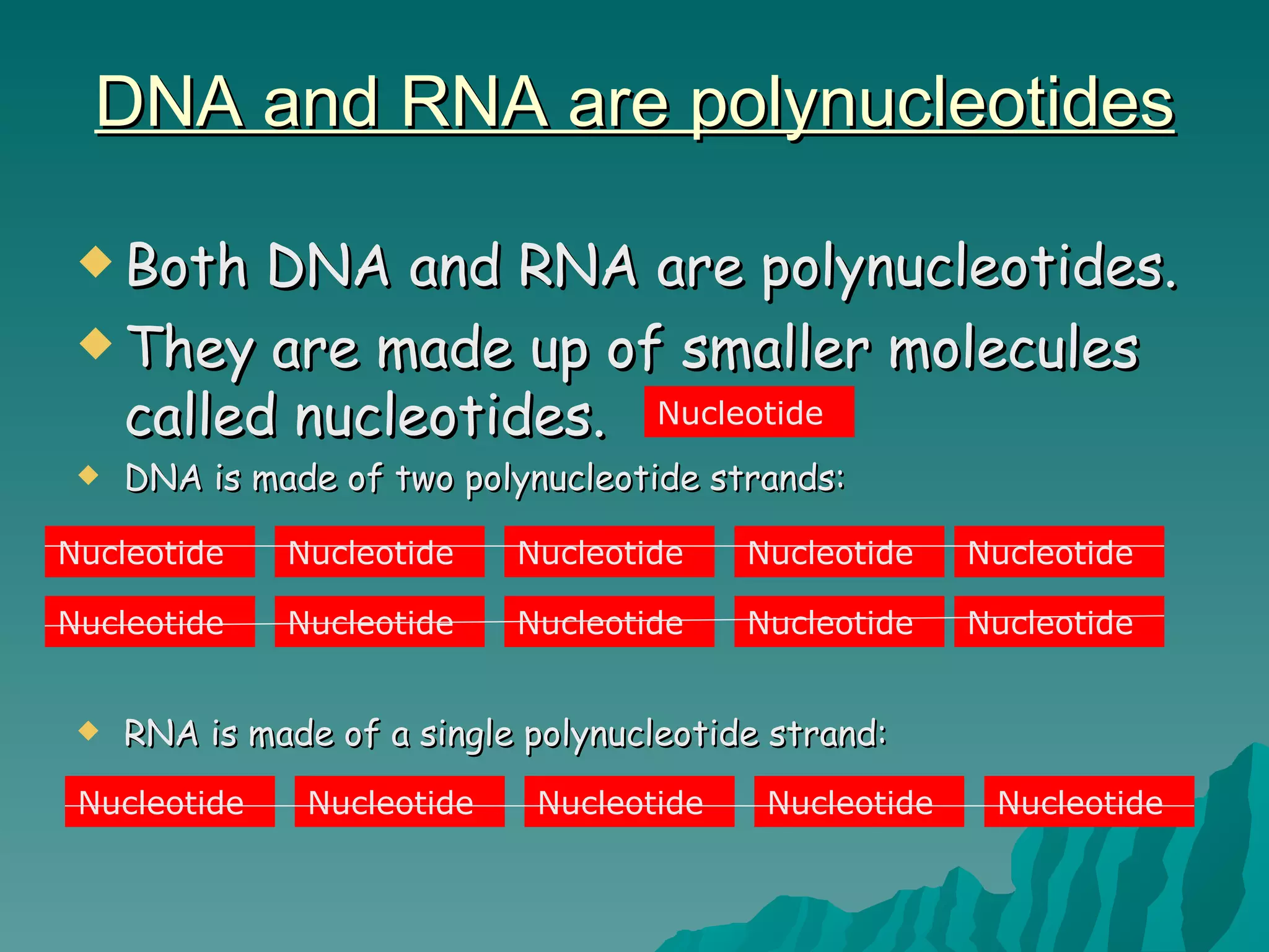 Structure of dna and replication2012 | PPT