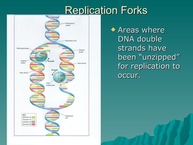Structure of dna and replication2012 | PPT